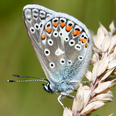 Choose managed long grasses - much relies on them! | Friends of Heene ...