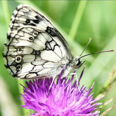 Choose managed long grasses - much relies on them! | Friends of Heene ...