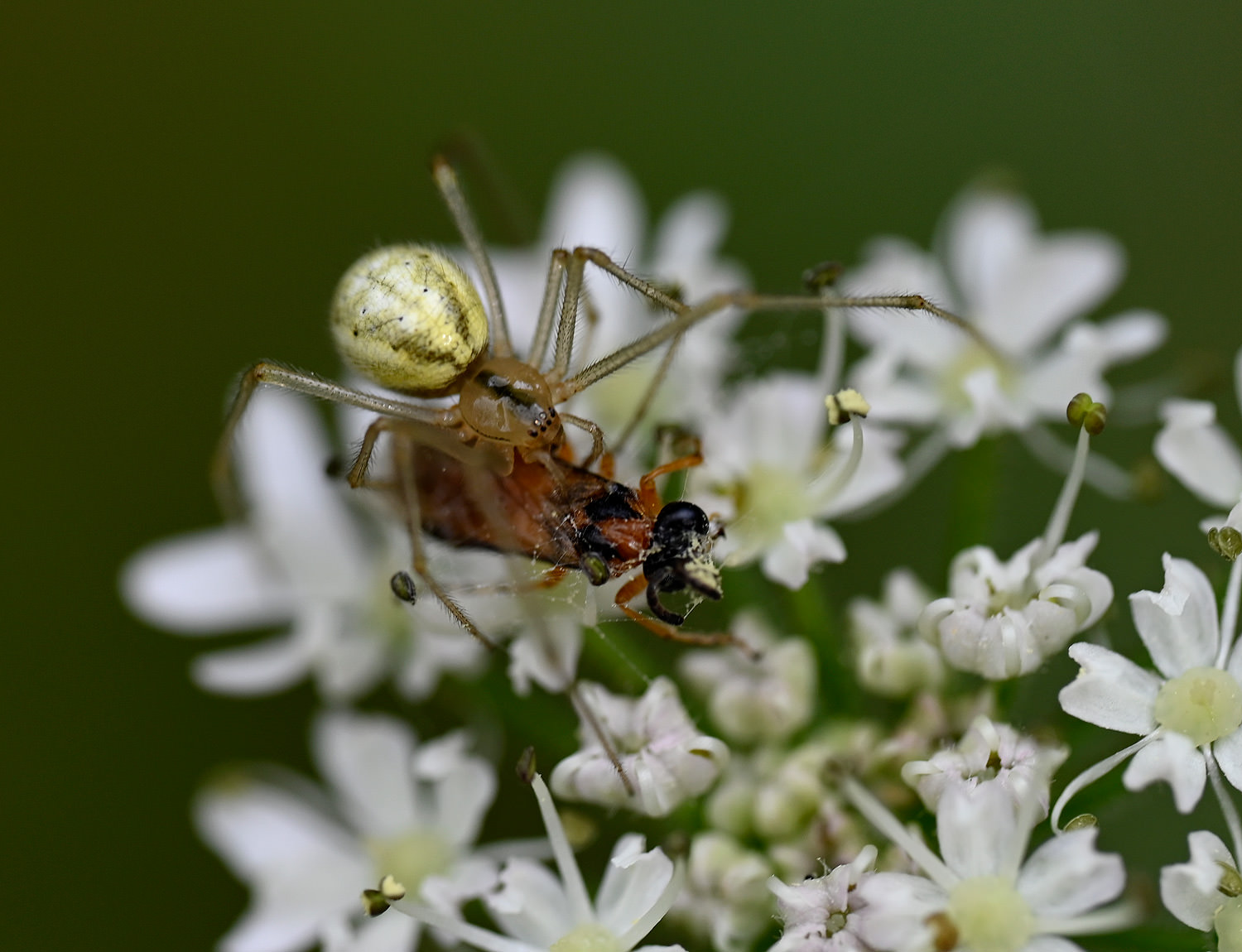 Common Candy-stripe Spider | Friends of Heene Cemetery