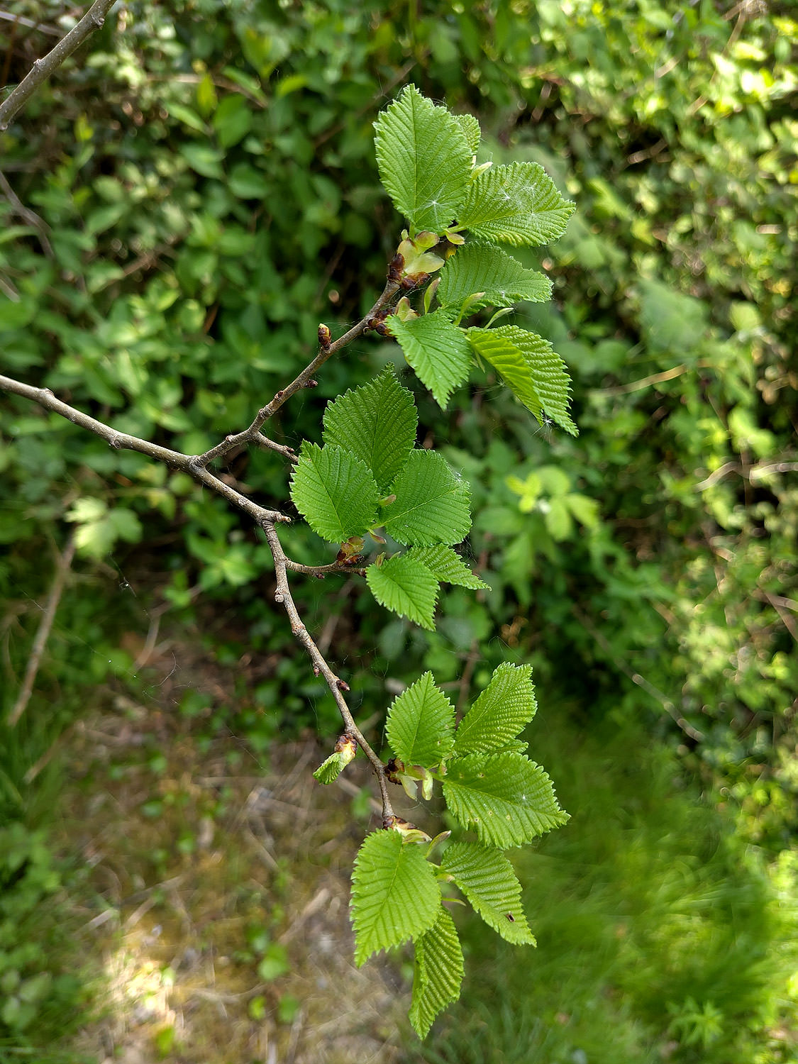 Elm (disease-resistant) | Friends of Heene Cemetery