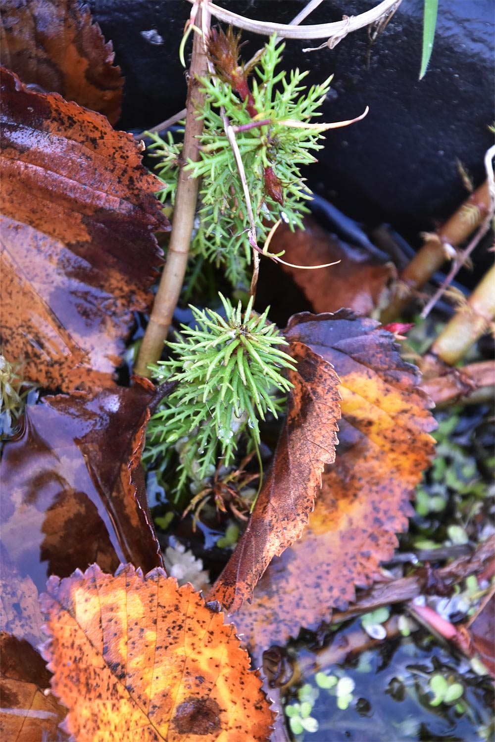 Marestail | Friends of Heene Cemetery