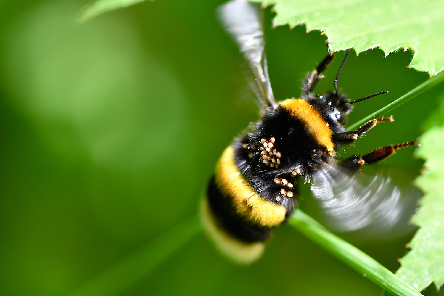 Buff-tailed Bumblebee or Large Earth Bumble-bee | Friends of Heene Cemetery