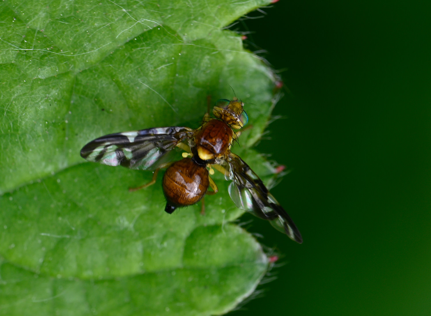Celery Fly | Friends of Heene Cemetery