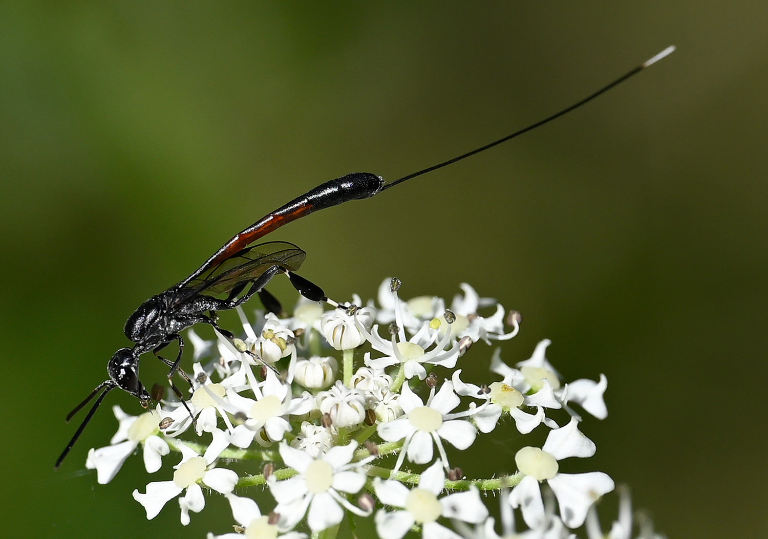 Gasteruption or pennant wasp - unnamed 1 | Friends of Heene Cemetery