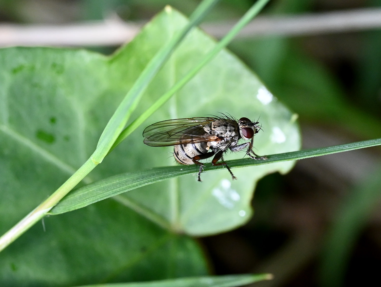Housefly - unnamed 5 | Friends of Heene Cemetery