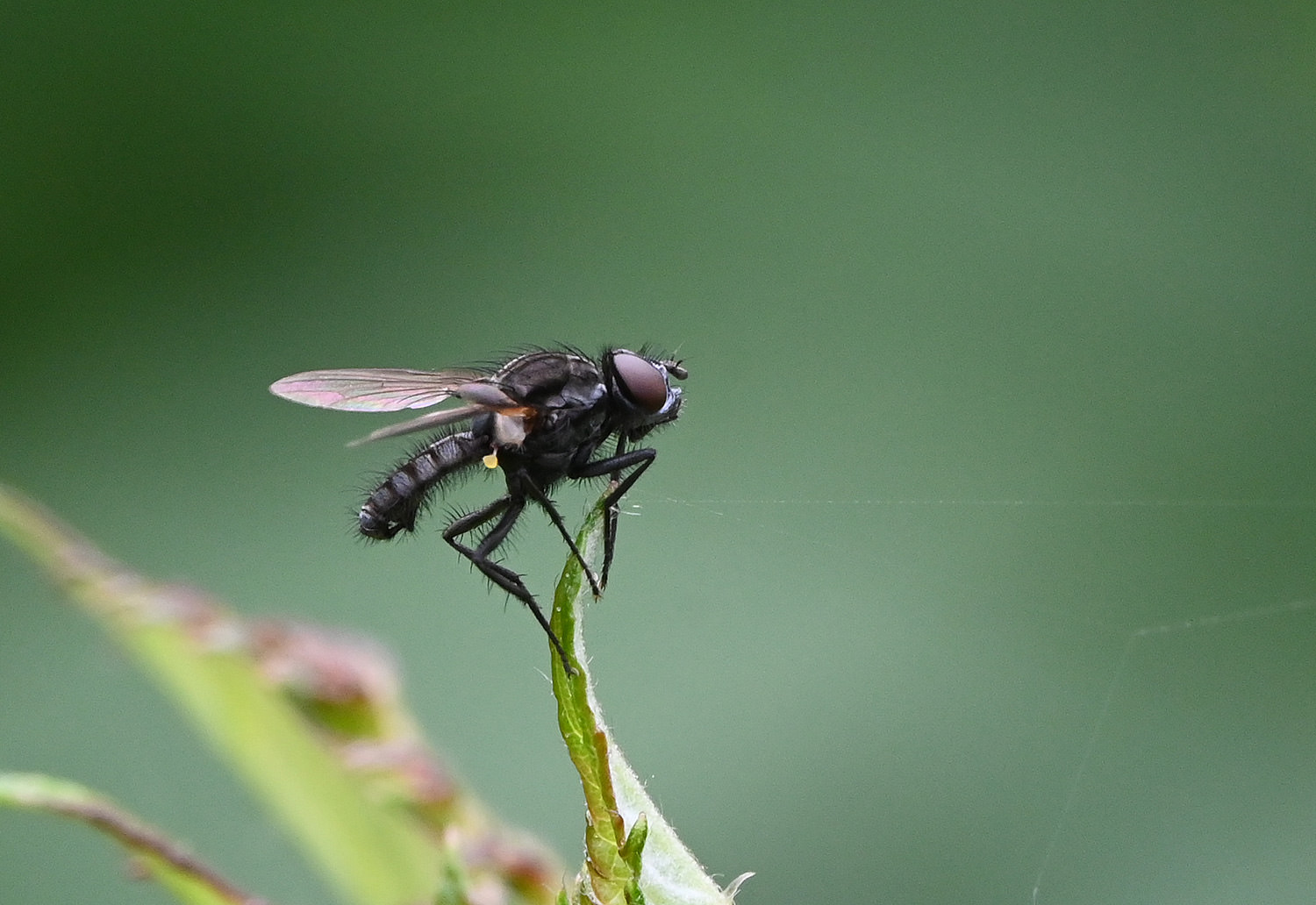 Tachinid fly - unnamed 1 | Friends of Heene Cemetery