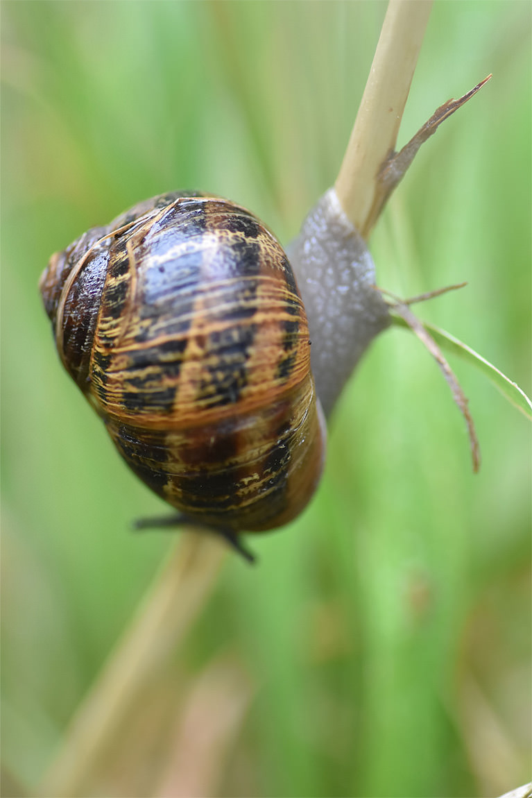 Garden Snail | Friends of Heene Cemetery