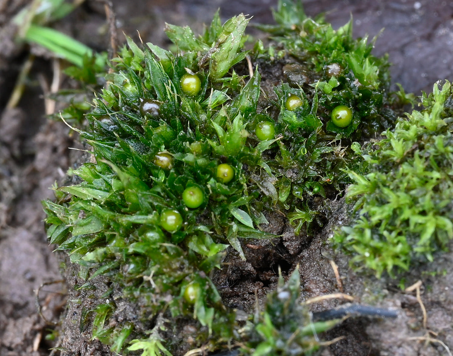 Cuspidate Earth-moss | Friends of Heene Cemetery
