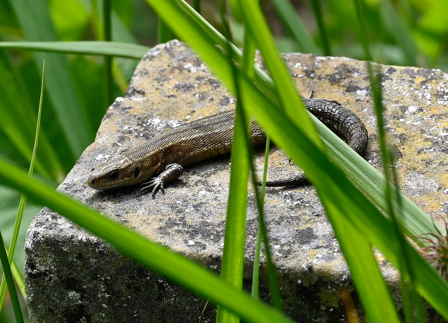Common Lizard | Friends of Heene Cemetery
