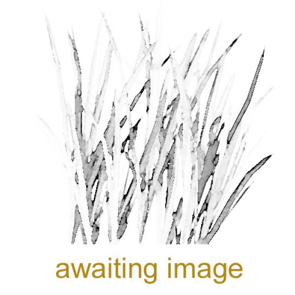 Upright Brome | Friends of Heene Cemetery