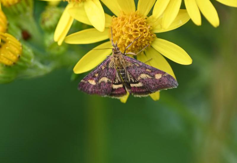 Common Purple and Gold | Friends of Heene Cemetery