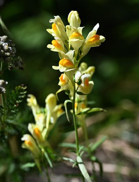 Common Toadflax | Friends of Heene Cemetery