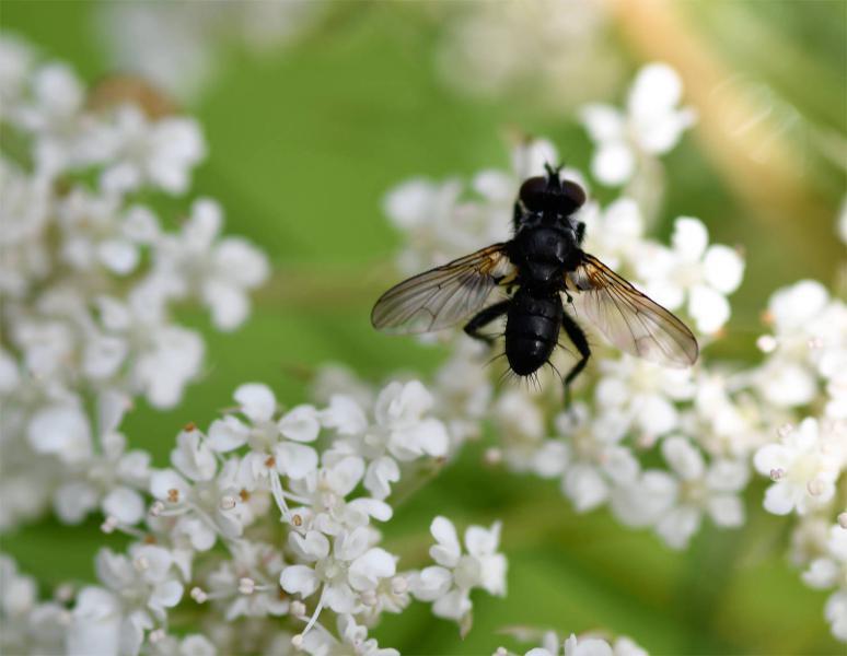Tachinid fly - unnamed 1 | Friends of Heene Cemetery