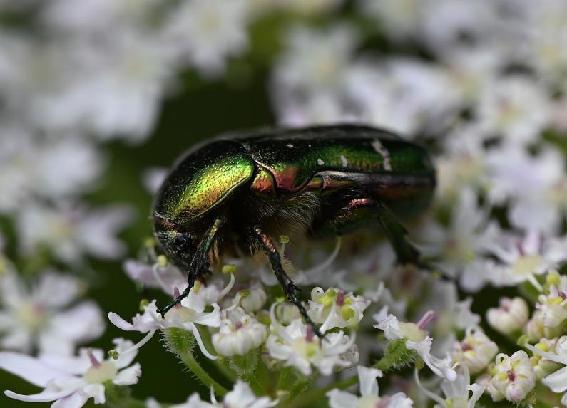 Rose Chafer | Friends of Heene Cemetery