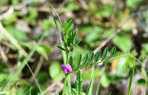 Common Vetch | Friends of Heene Cemetery